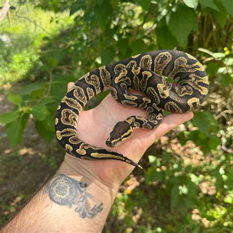 Ghi Ball Python For Sale O T W Exotics