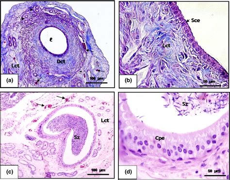 Histological Cross‐section Of The Epididymal Duct Of The Scorpion Mud