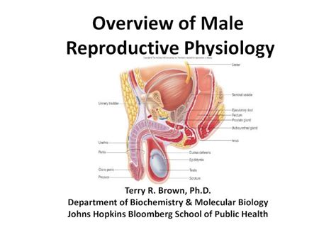 Pdf Male Reproductive System Sites