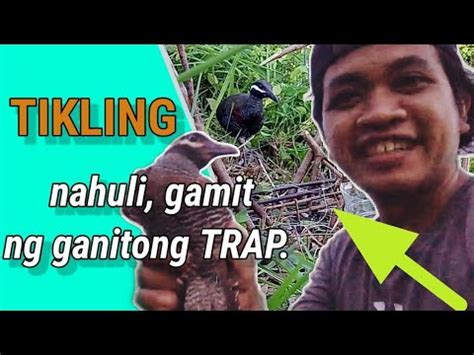 PAANO HULIHIN ANG TIKLING HOW TO MAKE TIKLING TRAP TULODOS YouTube