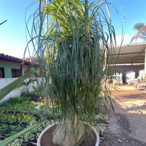 Compre Pata De Elefante Em Mg Central Das Plantas