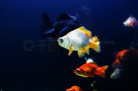 金鱼免抠元素 金鱼在有绿色植物的水族馆里 素材免费下载 626像素 jpg格式 编号68070248 千图网