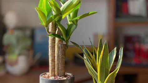 Diez Plantas Que Atraen Dinero Según El Feng Shui Que Podés Sumar En Casa