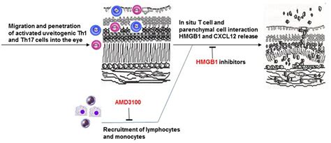 Frontiers The HMGB CXCL Complex Promotes Inflammatory Cell Infiltration In Uveitogenic T