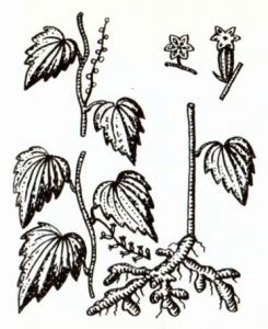 Диоскорея ниппонская (Dioscorea nipponica Makino) / Herbal Expert