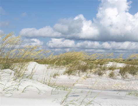 Abbey Nature Preserve Pender County Nc Coastal Land Trust
