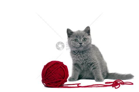 可爱的英国小猫在玩白底红线球高清图片下载 正版图片504783716 摄图网