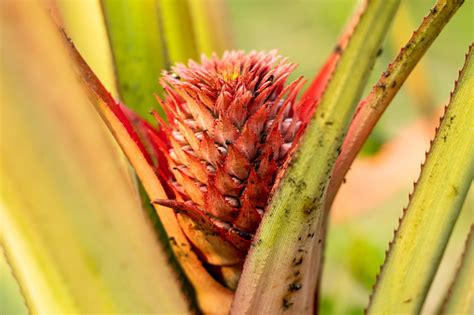 아나나 코모서스 또는 파인애플은 육즙이 많고 향기로운 열대 과일입니다 감귤류 과일에 대한 스톡 사진 및 기타 이미지 감귤류 과일 건강한 생활방식 건강한 식생활