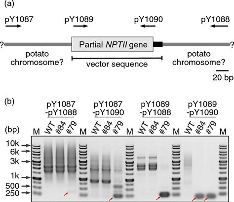 Validation Of A T Dna Fragment Within The Potato Genome By Pcr A Download Scientific Diagram