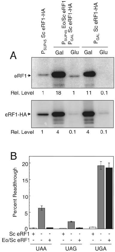 Stop Codon Readthrough Mediated By E Octocarinatus S Cerevisiae Download Scientific