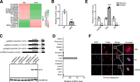 Figure 1 From Long Noncoding Rna Lncrhl Regulates Hepatic Vldl Secretion By Modulating Hnrnpu