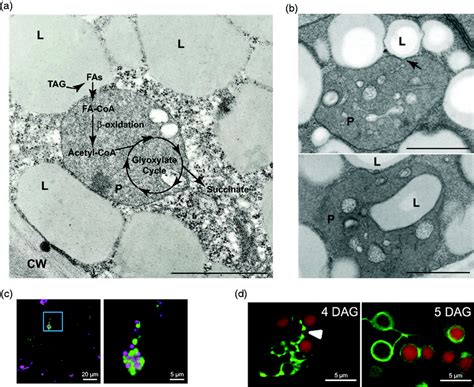 Models For Initiation Of Ld Peroxisome Connections In Yeast Mammals