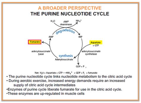 The Purine Nucleotide Cycle Flashcards Quizlet