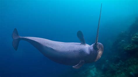 Narwhal With Two Tusks