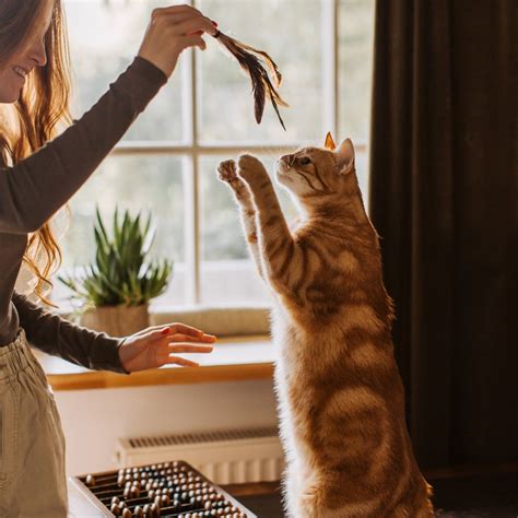 Whats The Best Way To Pet Your Cat