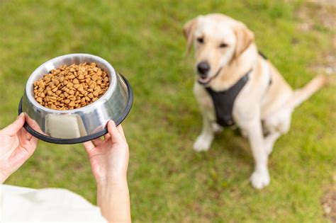 육분·곡물은 나쁘다 사료 사기 전 꼭 짚고 넘어갈 ‘오해들 멍멍냥냥 당신의 건강가이드 헬스조선