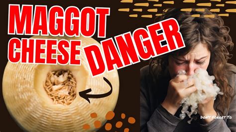 Is Maggot Cheese Illegal In The Us At Maryann Wylie Blog