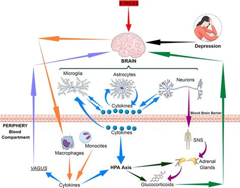 Inflammation And Depression A Causal Or Coincidental Link To The