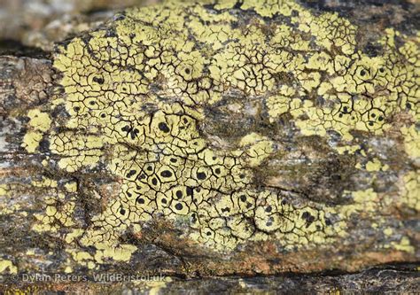 Map Lichen Rhizocarpon Geographicum Species Wildbristol Uk