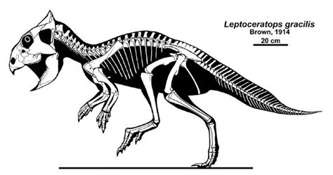Leptoceratops Gracilis  800×422 Leptoceratops Gracilis Brown 1914