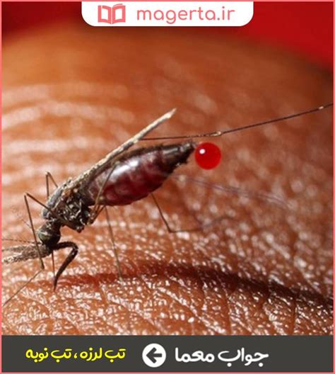 نام دیگر بیماری مالاریا در جدول ماگرتا