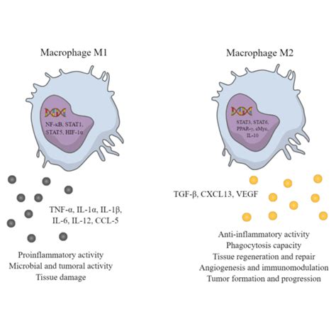 The Function Of Macrophages Subtypes Macrophages Can Be Divided Into