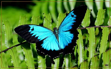 20 Butterfly Species With Eyes On Wings Insectic