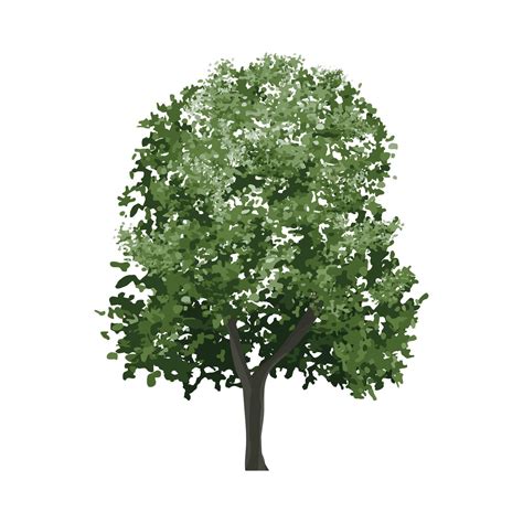Tree Isolated On White Background Landscape Object For Outdoor Graphic Tree Isolated On White Background Landscape Object For Outdoor Graphic