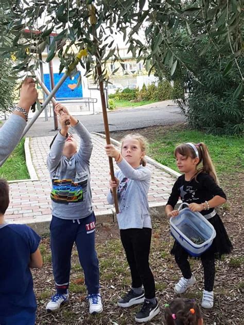 Ladispoli Alla Corrado Melone Prima Raccolta Di Olive
