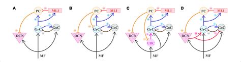 Cerebellar Microcircuit Variants A Canonical Circuit Of The