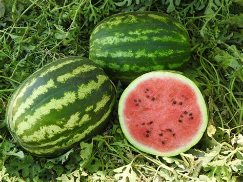 CS 3102 Centric Seeds