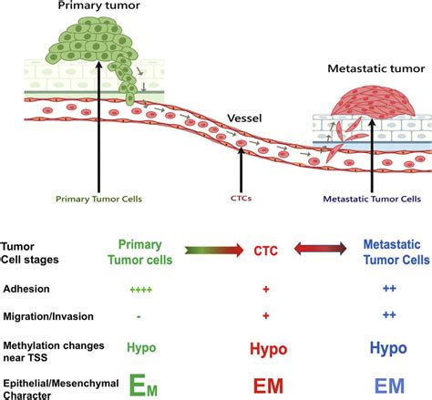 Summary Of The Qualitative Characteristics Of Primary Tumor Ctc And