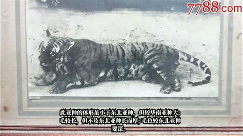 曾经生活在中国的六个老虎亚种和最稀有的三种老虎 Youtube