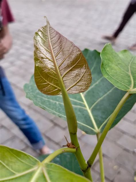 Kelebihan Dan Kekurangan Hp Gaming Infinix Gt Pro