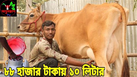 ৮৮ হাজার টাকায় ১০ লিটার ও ১০৫ হাজরে চেকগাভ সহ ৮ লিটার দুধ রকিব ভাইয়ের
