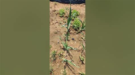 씨앗스토리 농사기록 밭작물 살펴보기 20230514 엽채류 모종만들기 씨앗 직파 봄무 알타리 봄배추 완두콩 쑥갓 청갓 들깨 시금치 부추 쪽파 구조파 비트 적근대 성장