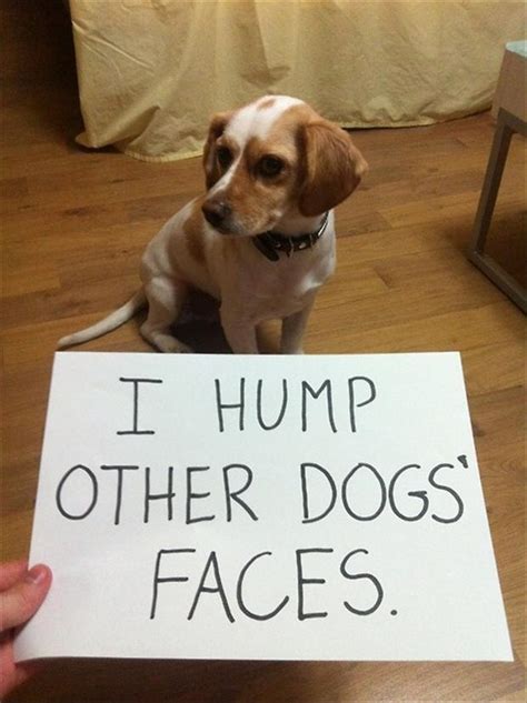 52 Funny Dog Quotes With Images Good Morning Quote