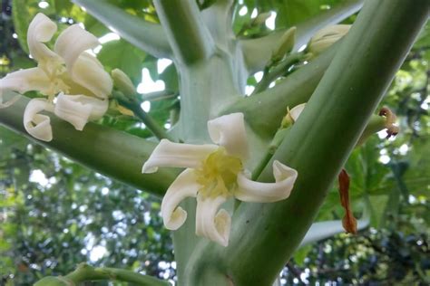 Papaya Flowers Top Facts And Tips