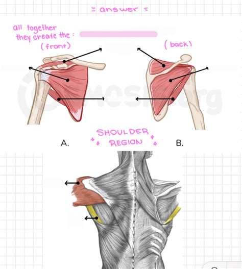 Shoulder Diagram Quizlet