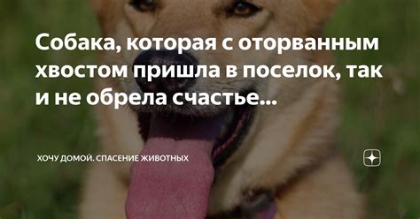 Собака которая с оторванным хвостом пришла в поселок так и не обрела