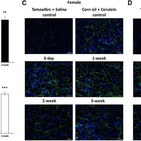 Immunofluorescence Quantification Of Collagen I In Chronic Pancreatitis Download Scientific