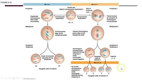 Meiosis And Crossing Over Youtube
