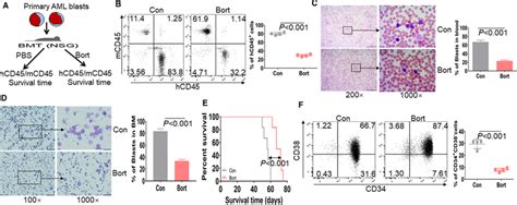 Anti‐leukemogenesis By Bort In Primary Aml Blasts‐xenografted Mice A Download Scientific