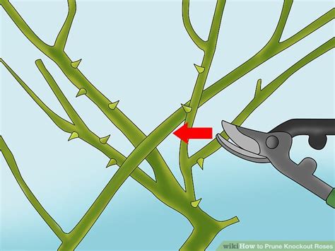 How To Prune Knockout Roses With Pictures Wikihow