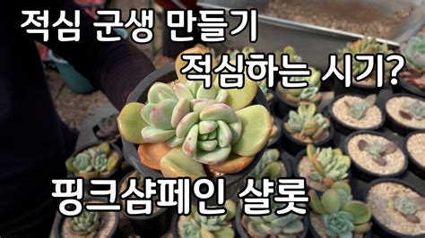 적심 군생이 잘되는 다육이 종류 핑크샴페인 샬롯 Youtube