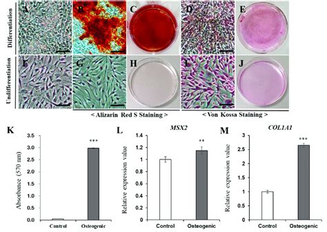 Osteogenic Differentiation A J Osteogenic Differentiation Of
