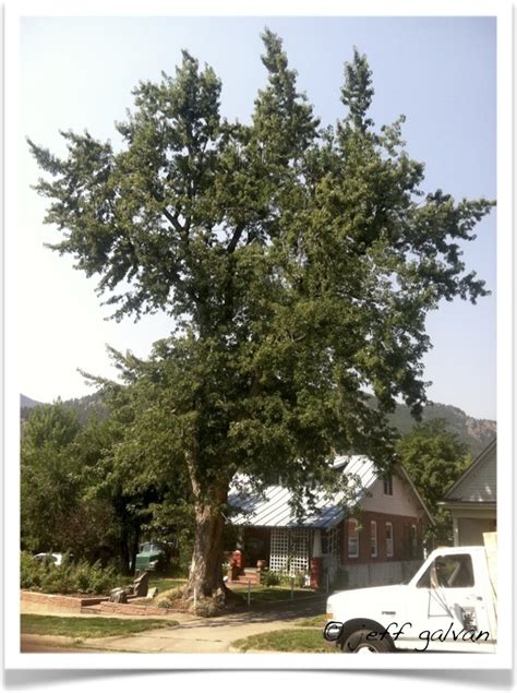 Silver Maple Tree Boulder Tree Care Pruning And Tree Removal Services