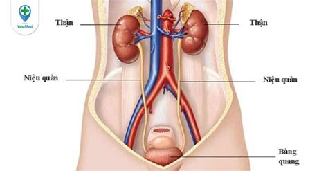 Khám phá cấu tạo niệu đạo ở nam giới và nữ giới có gì khác biệt