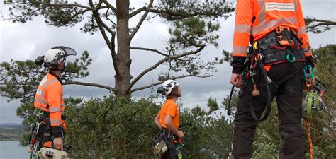 About Us The Tree Company Professional Tree Management Services