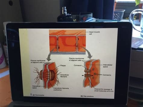 Cardiac Excitation Flashcards Quizlet